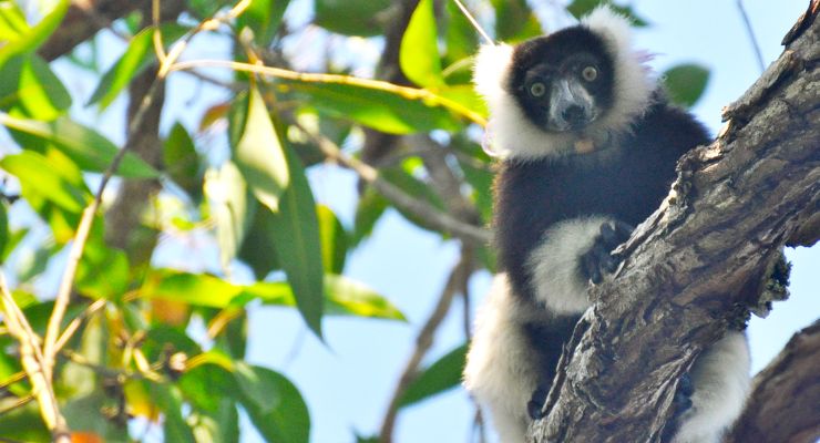 Mary Kay Completes Reforestation Project in Madagascar - Beauty Packaging